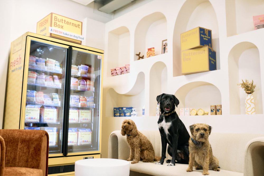 Dog Friendly Design at Butternut Box in London - Work Design Magazine